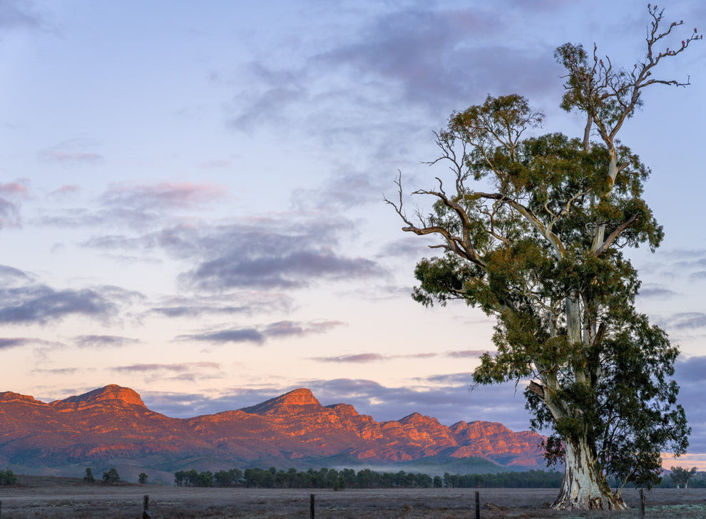 Cazneaux Tree, Flinders Ranges South Australia – Damien Wyer Landscape Photography Australia